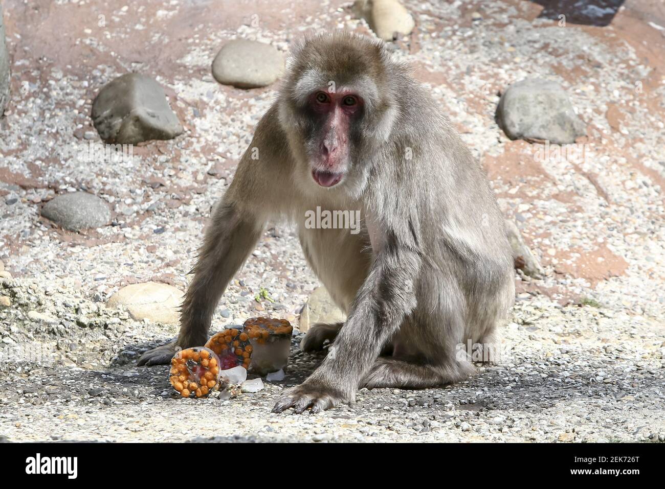 AMERSFOORT, 25-06-2020 ,Dierenpark Amersfoort Dutchnews, ice cream for ...