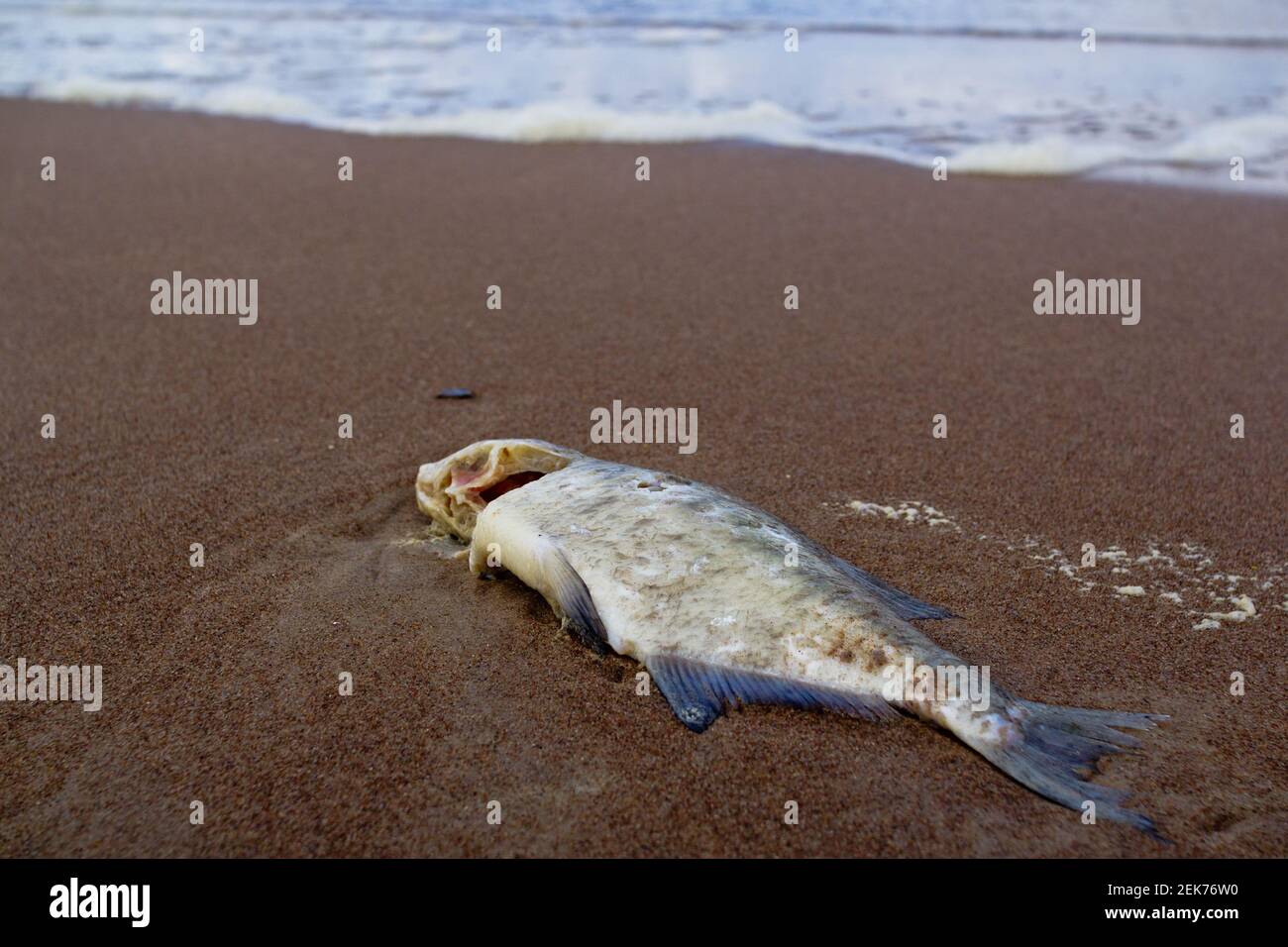 Death starfish hi-res stock photography and images - Alamy