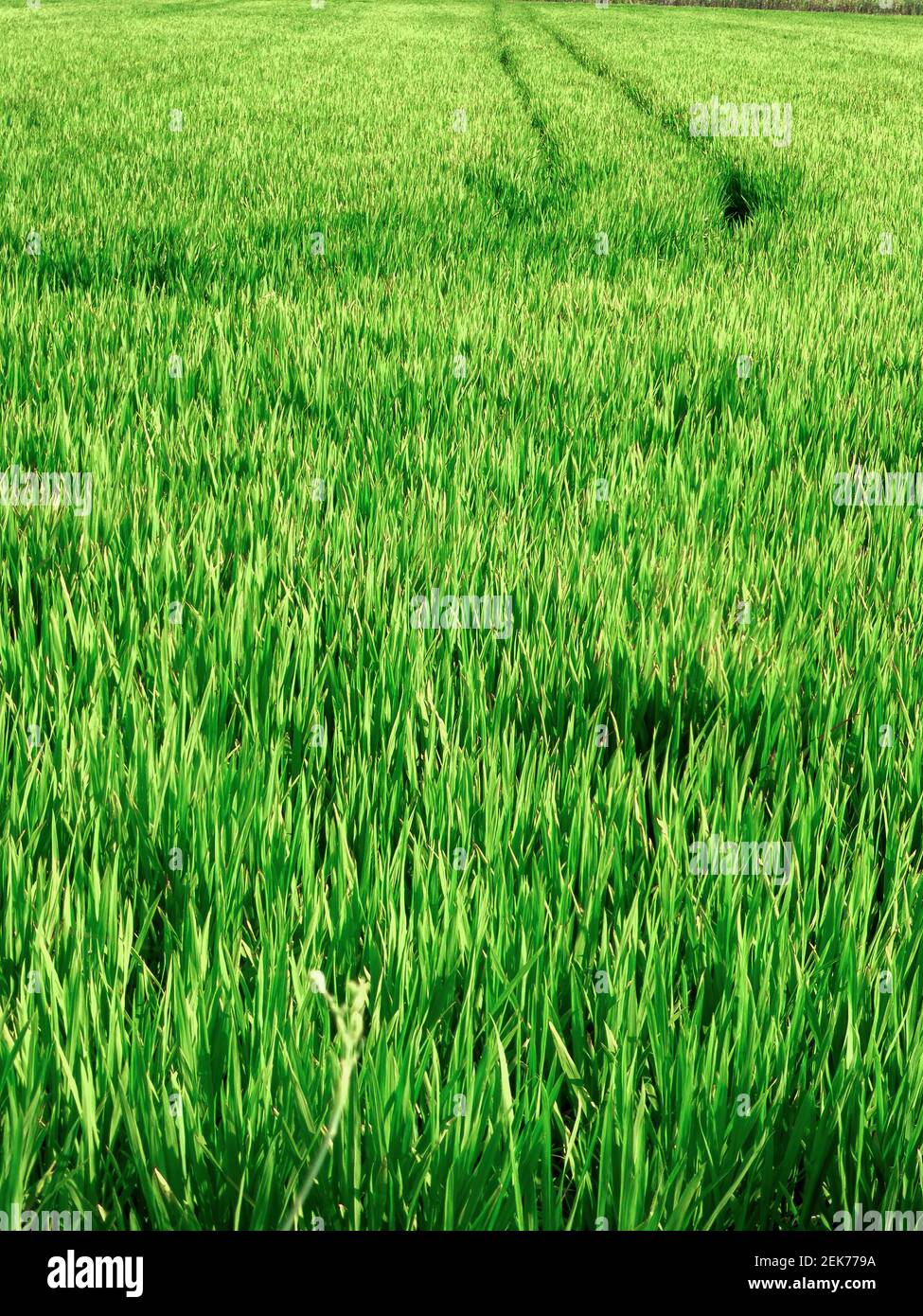 Rice paddy. Rice crops in the Albufera of Valencia, Spain Stock Photo ...