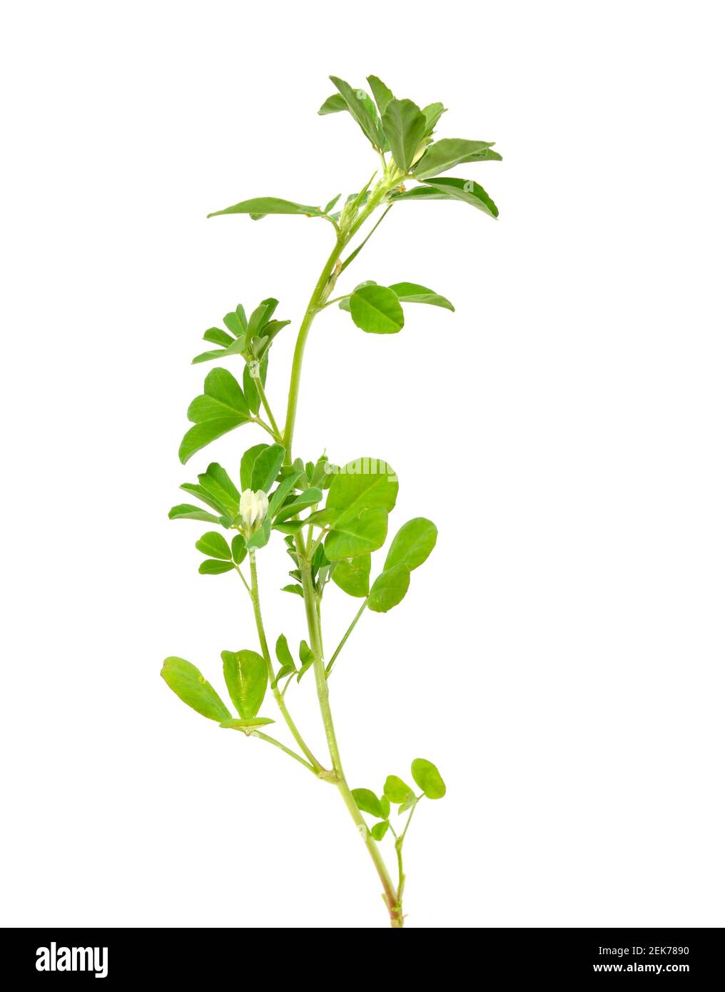 Fenugreek or Trigonella foenum-graecum. Green plant. Isolated on white ...