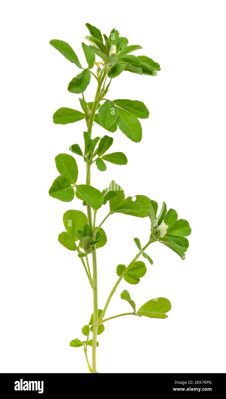 Fenugreek or Trigonella foenum-graecum. Green plant. Isolated on white ...