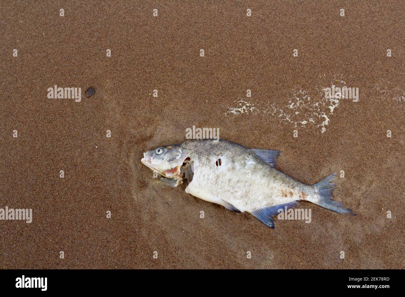 Dead fish on rock hi-res stock photography and images - Alamy