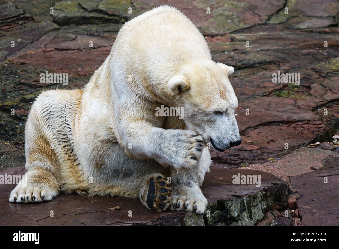 Polar bear with discolored fur sitting contemplative on flat rocks ...