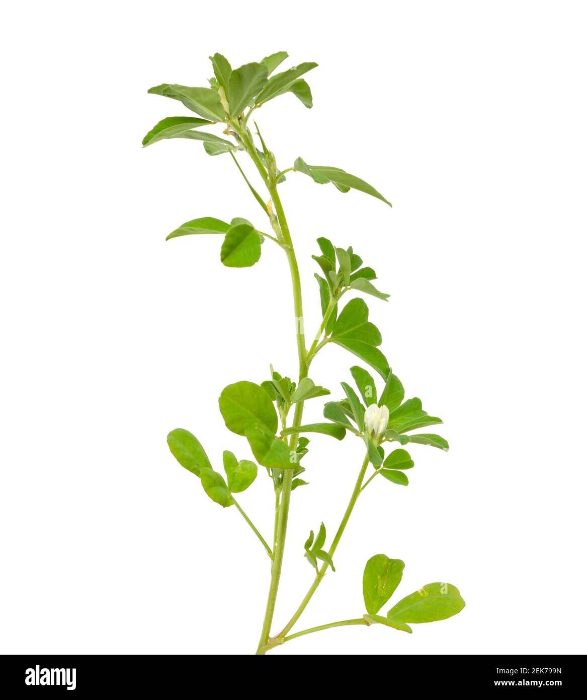 Fenugreek or Trigonella foenum-graecum. Green plant. Isolated on white ...