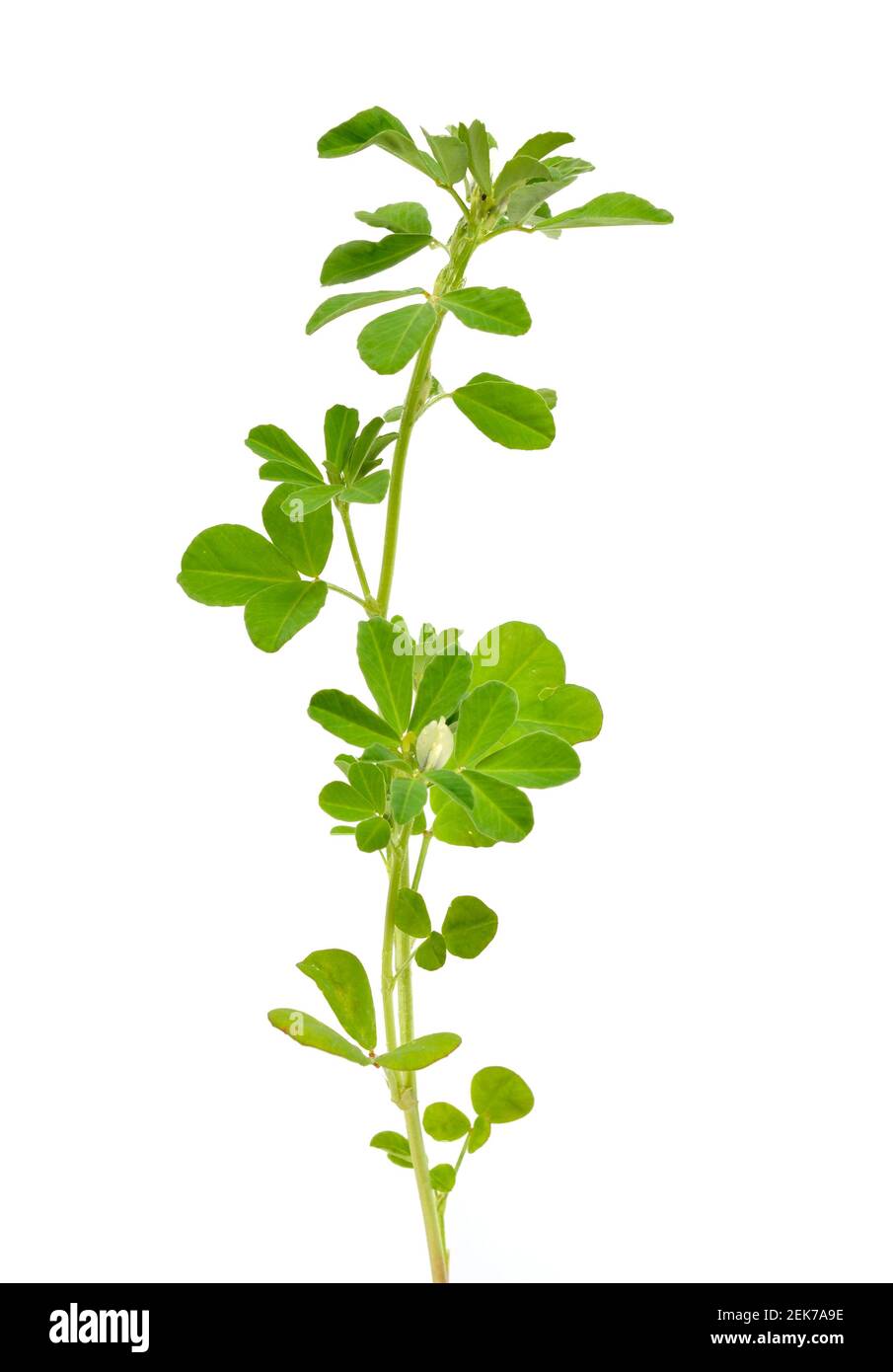 Fenugreek or Trigonella foenum-graecum. Green plant. Isolated on white ...