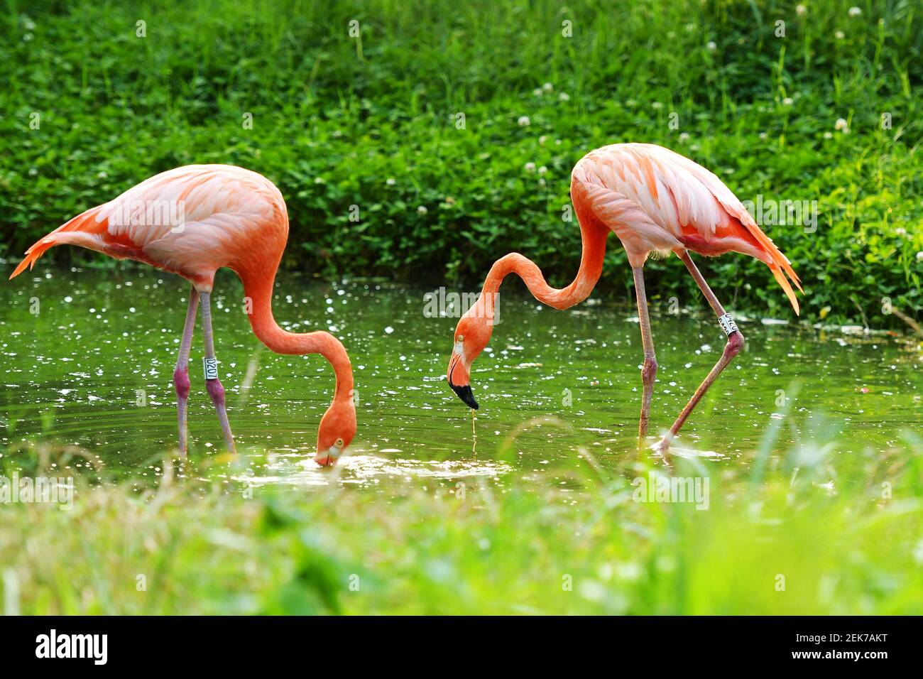 QINGDAO, CHINA - JUNE 27, 2020 - Flamingos forage in the water. Qingdao ...