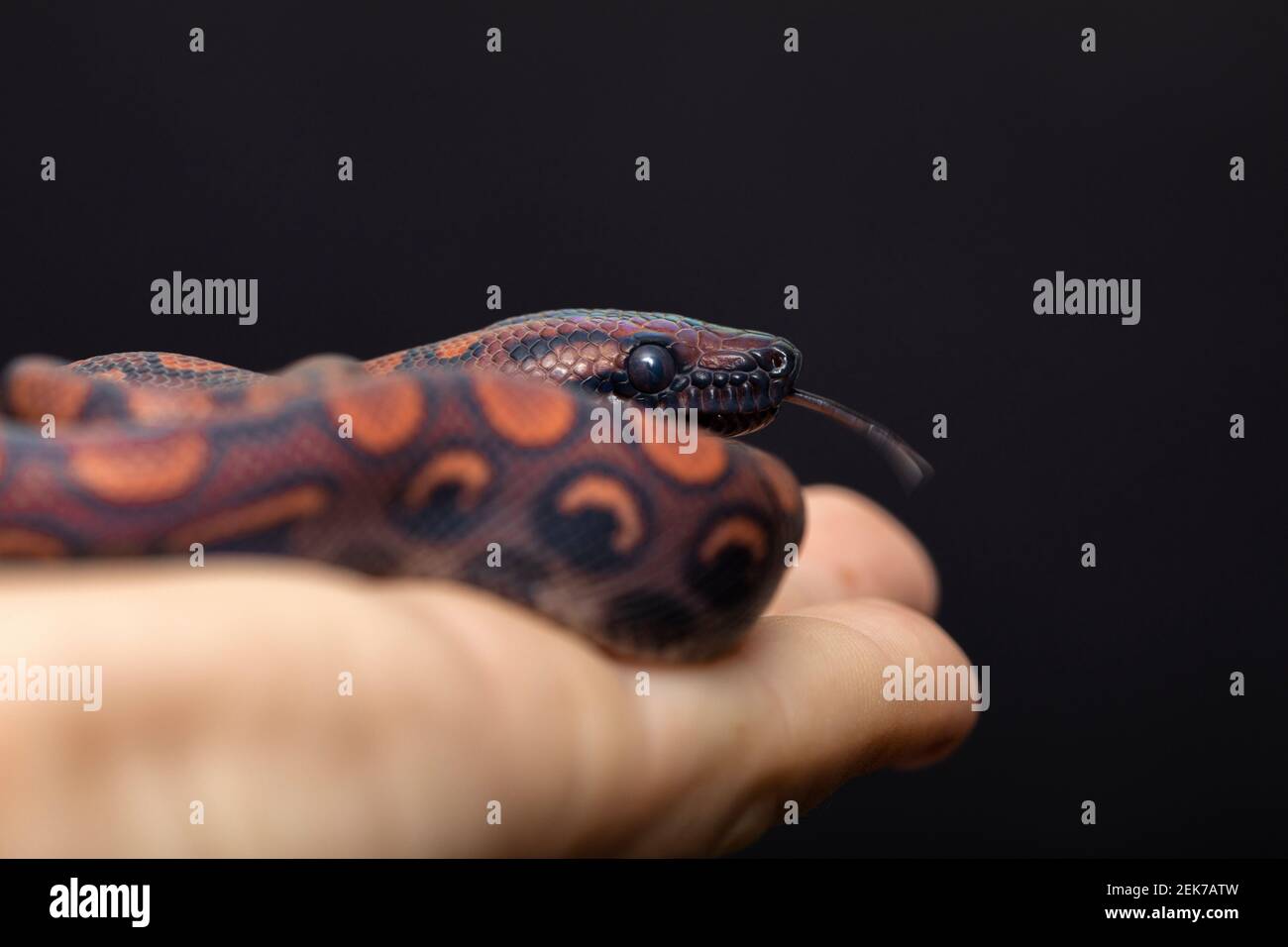 Epicrates cenchria is a boa species endemic to Central and South ...