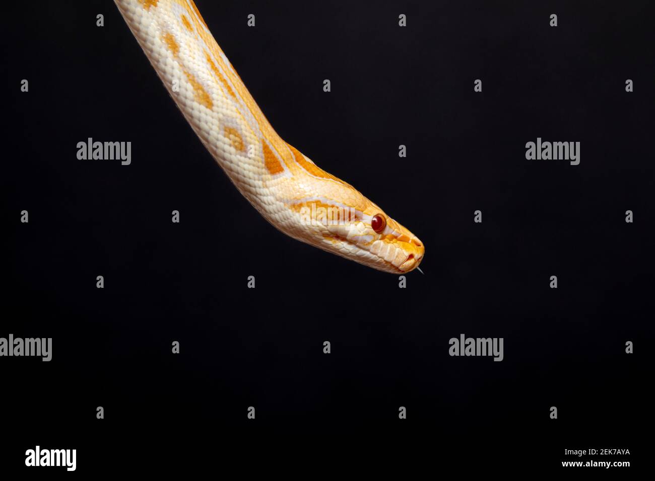 Python molurus bivitattus is one of the largest species of snakes. It ...