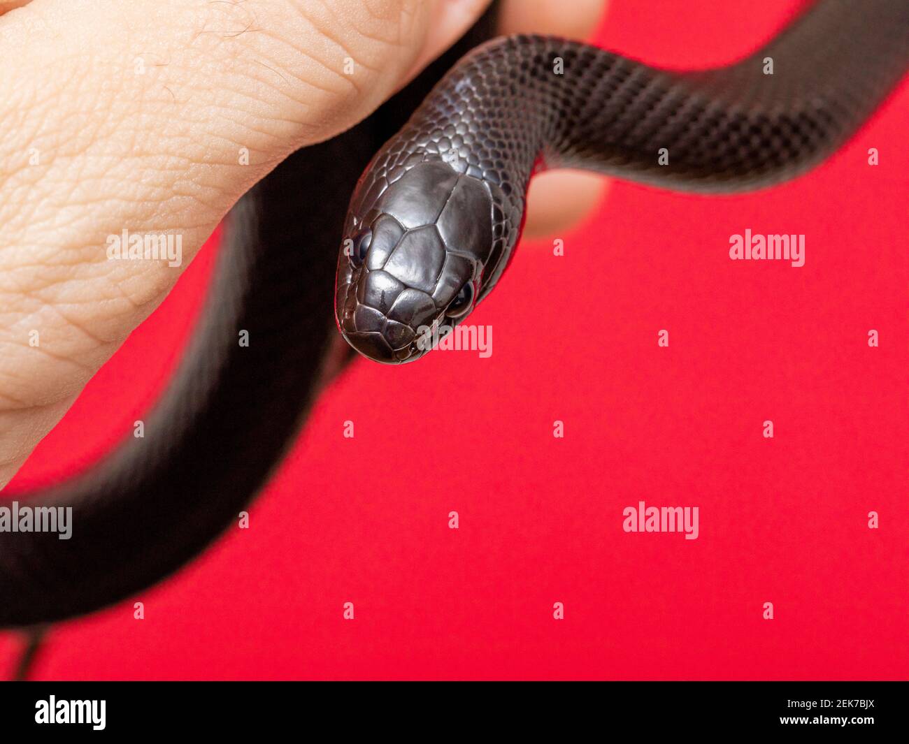 The Mexican black kingsnake (Lampropeltis getula nigrita) is part of ...