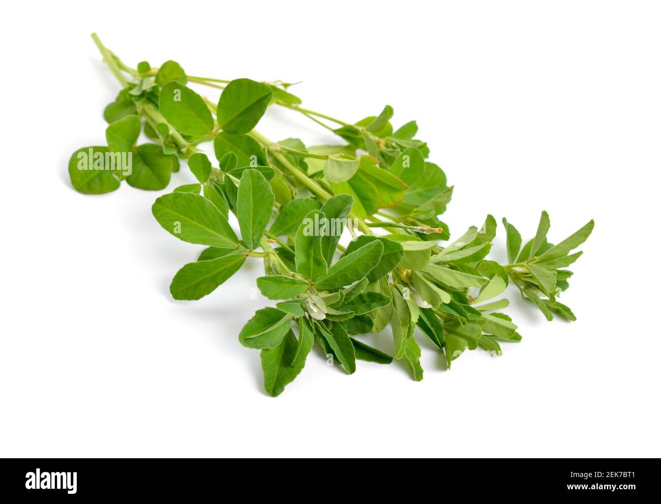 Fenugreek or Trigonella foenum-graecum. Green plant. Isolated on white ...