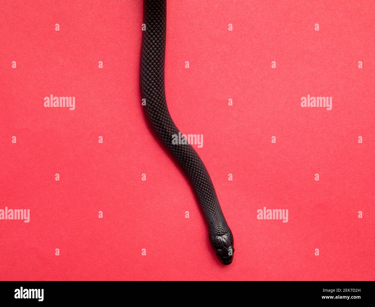 The Mexican black kingsnake (Lampropeltis getula nigrita) is part of ...