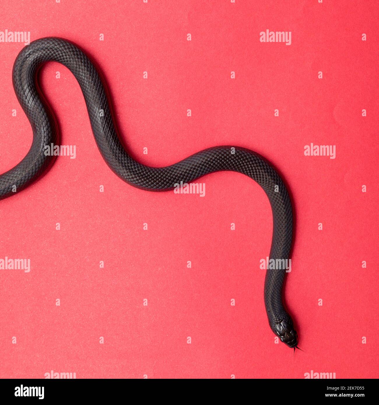 The Mexican black kingsnake (Lampropeltis getula nigrita) is part of ...