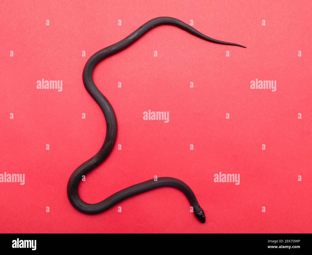 The Mexican black kingsnake (Lampropeltis getula nigrita) is part of ...