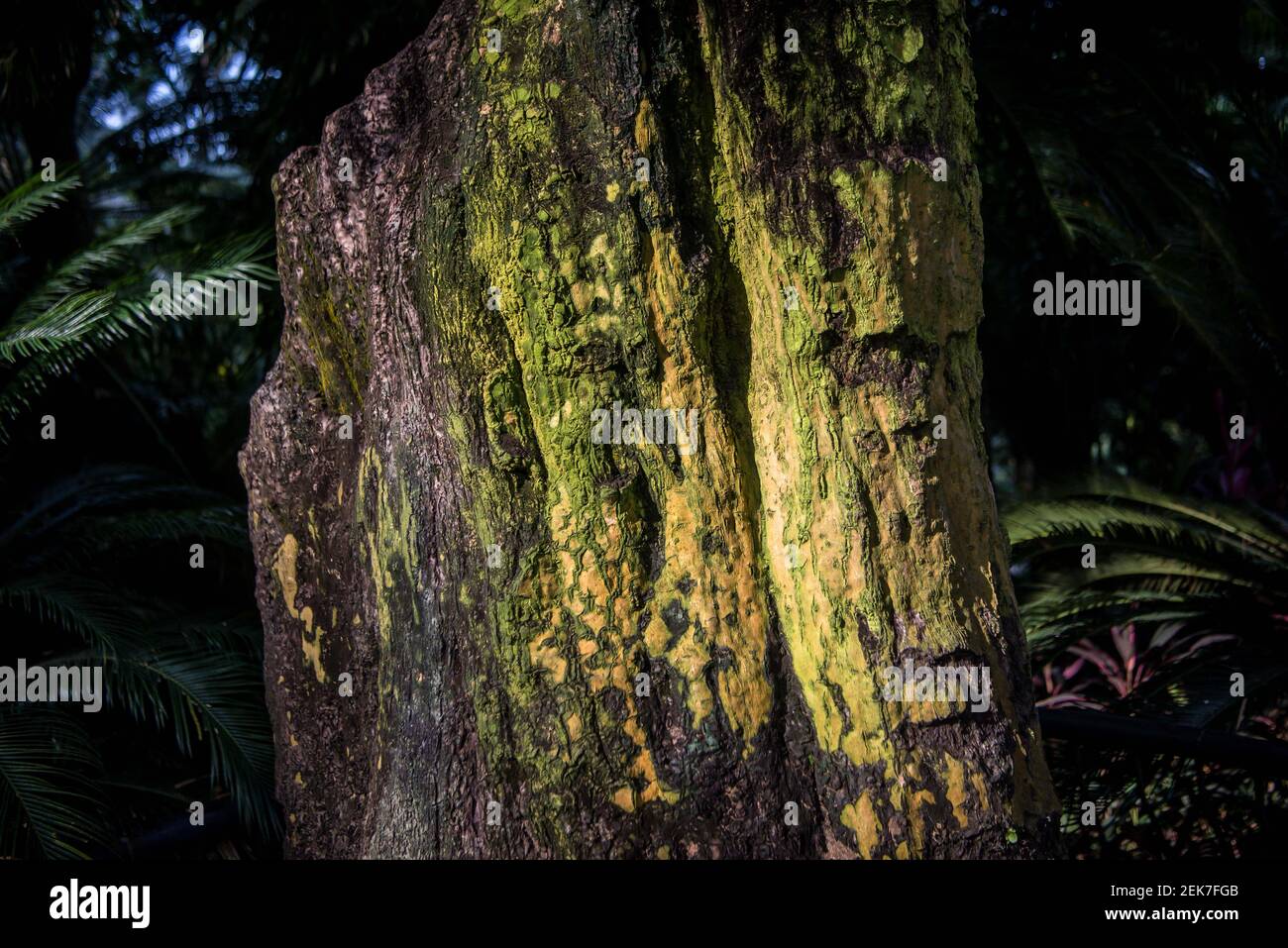 A 1370-year-old cycad tree is pictured at the Qingxiu Mountain Cycad ...