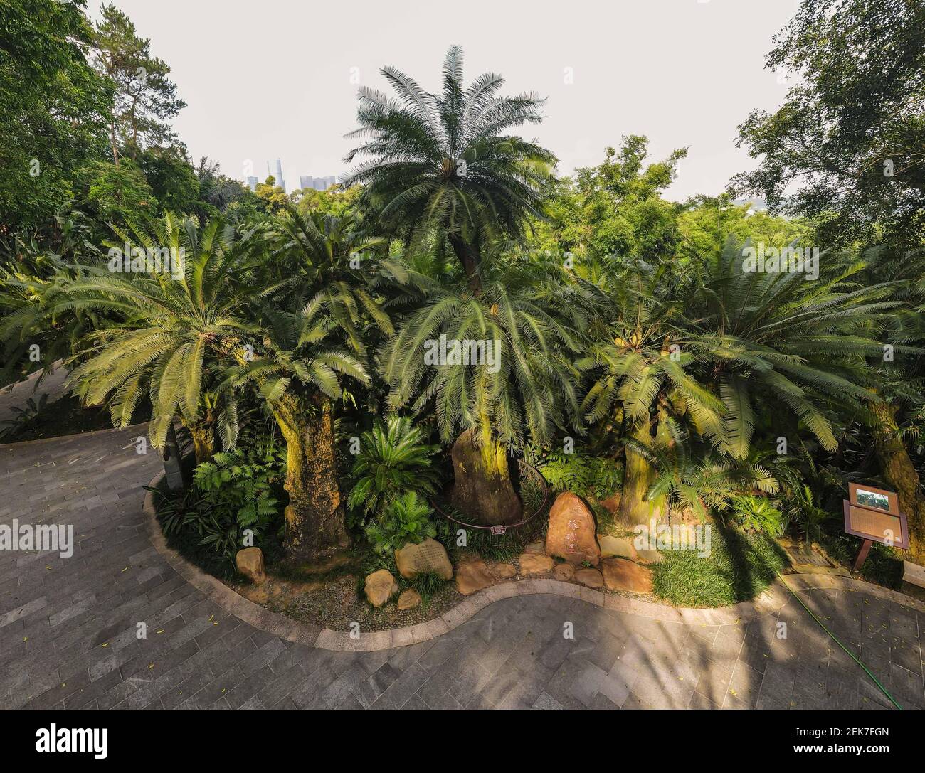 A 1370-year-old cycad tree is pictured at the Qingxiu Mountain Cycad ...