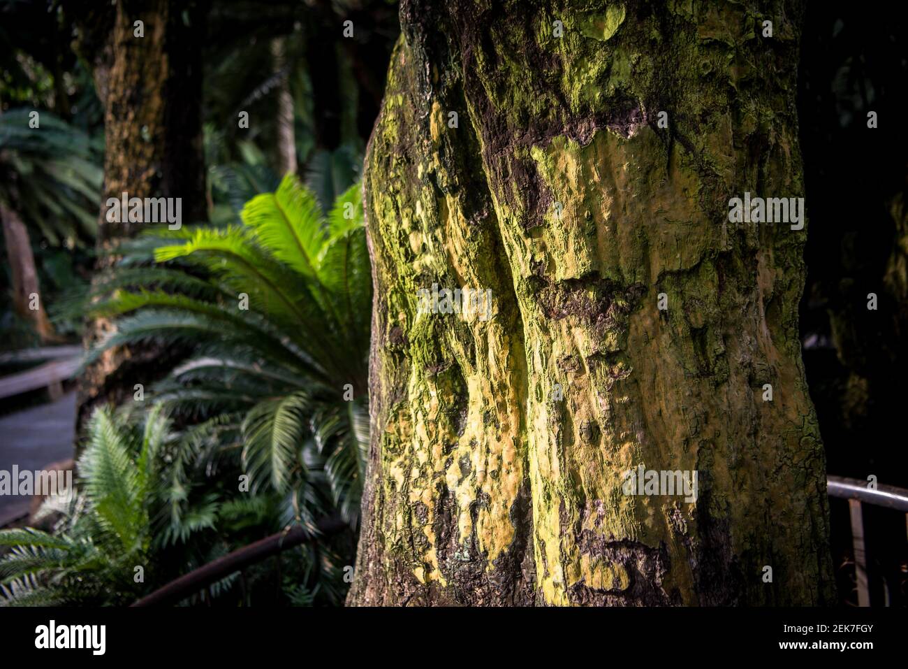 A 1370-year-old cycad tree is pictured at the Qingxiu Mountain Cycad ...