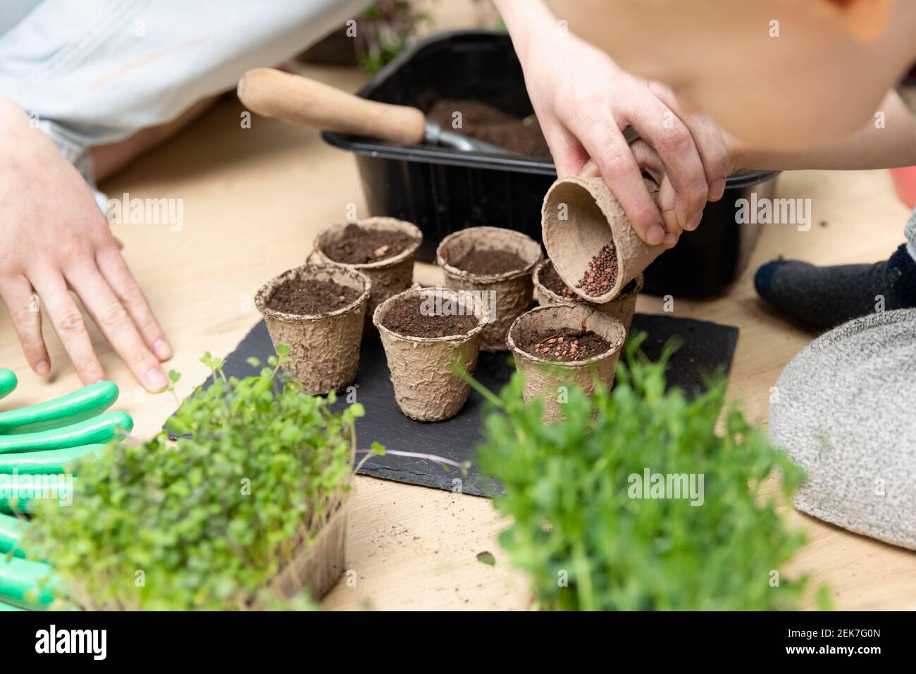 Home hobbies planting seeds. Young mother and son planting seeds in ...