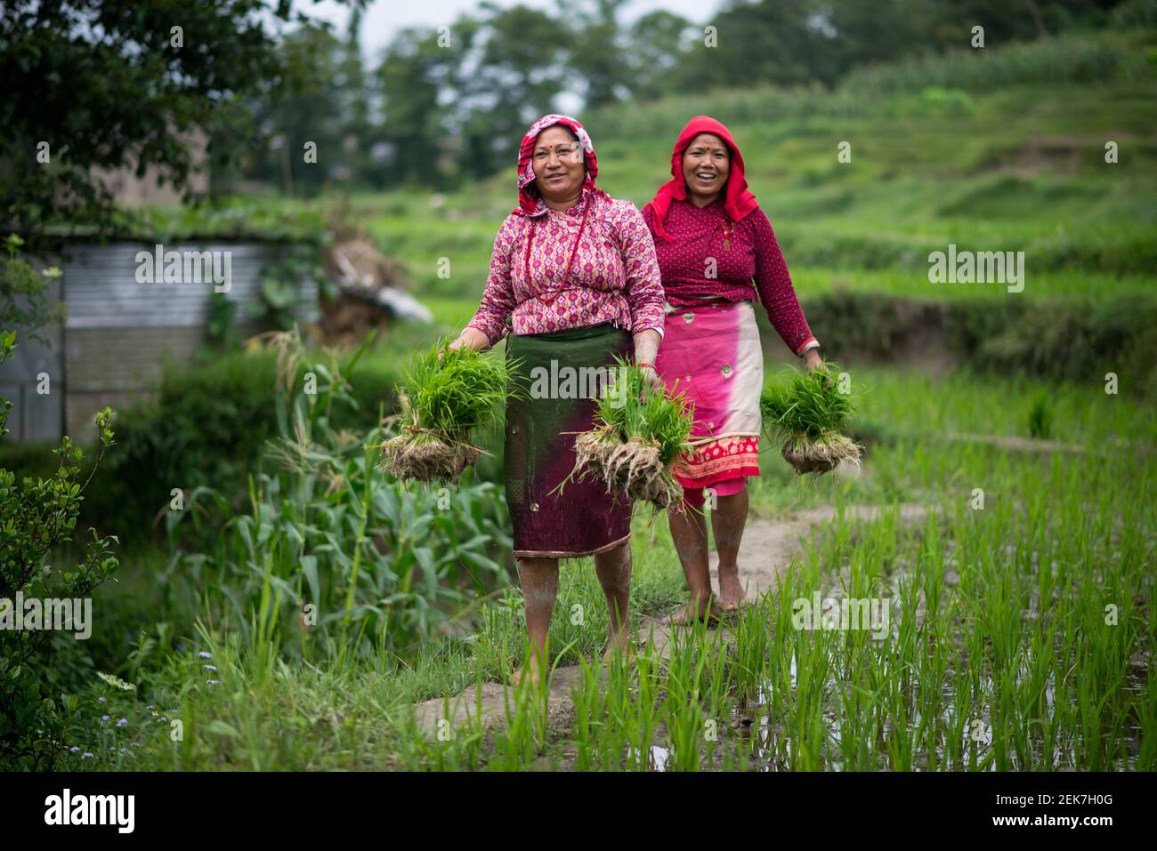 Nepalese women walk along the rice paddy field with rice seedlings ...