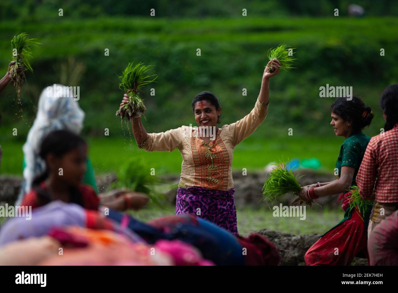 Farmers are seen dancing on a paddy field as they celebrate the ...
