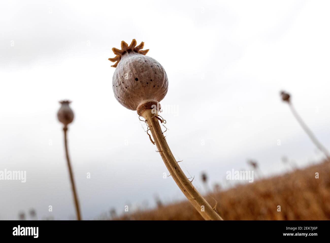 Papaver Somniferum Opium Extraction
