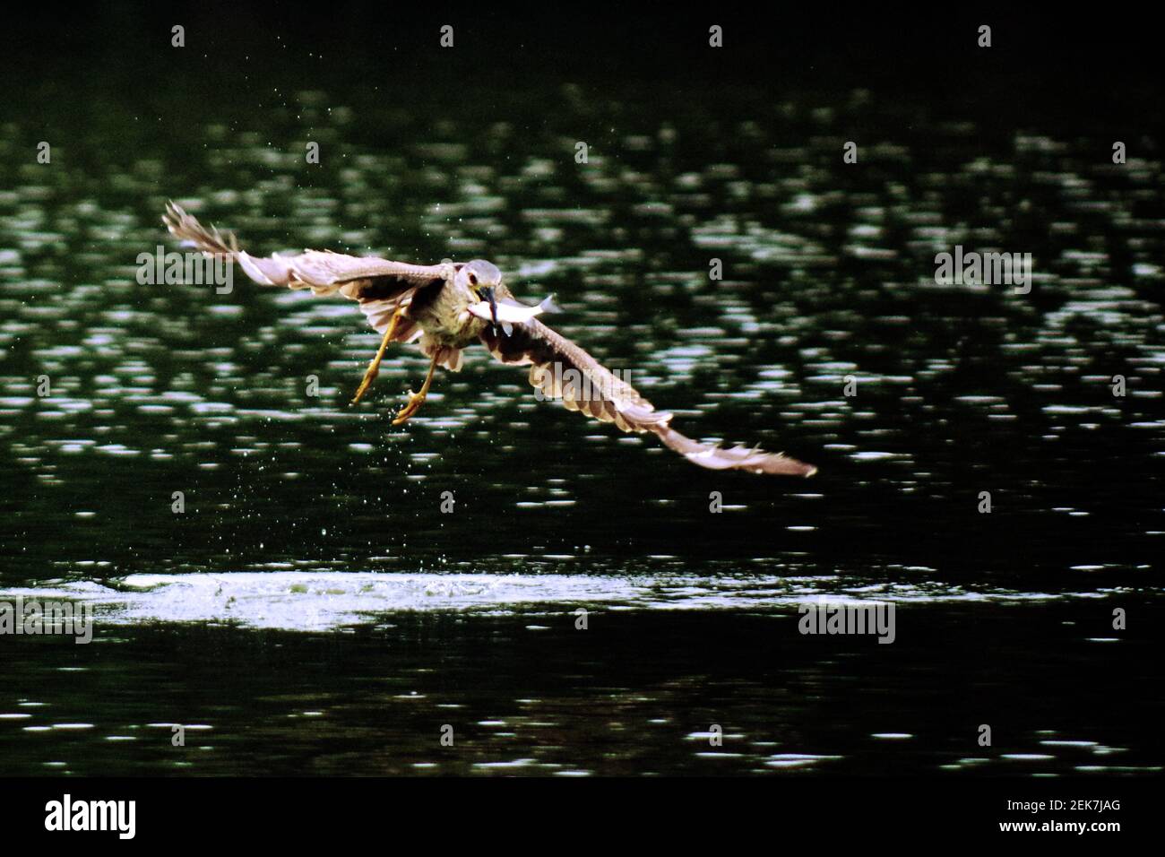 JIZE, CHINA - JUNE 30, 2020 - A heron fishes on the water surface in ...