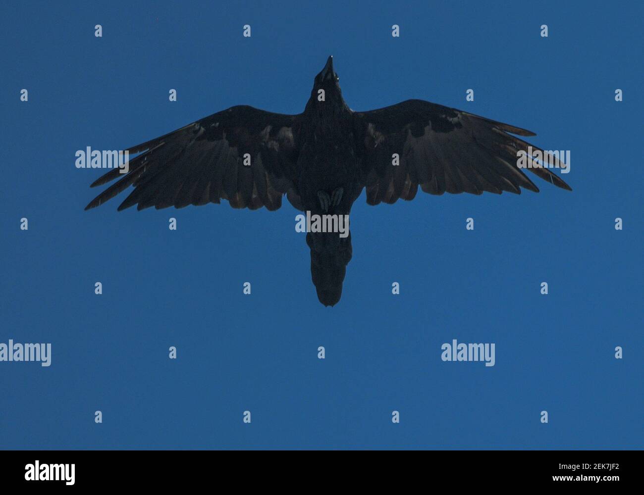 A Common Raven flies overhead near M&T Bank Stadium. (Photo by Jerry ...