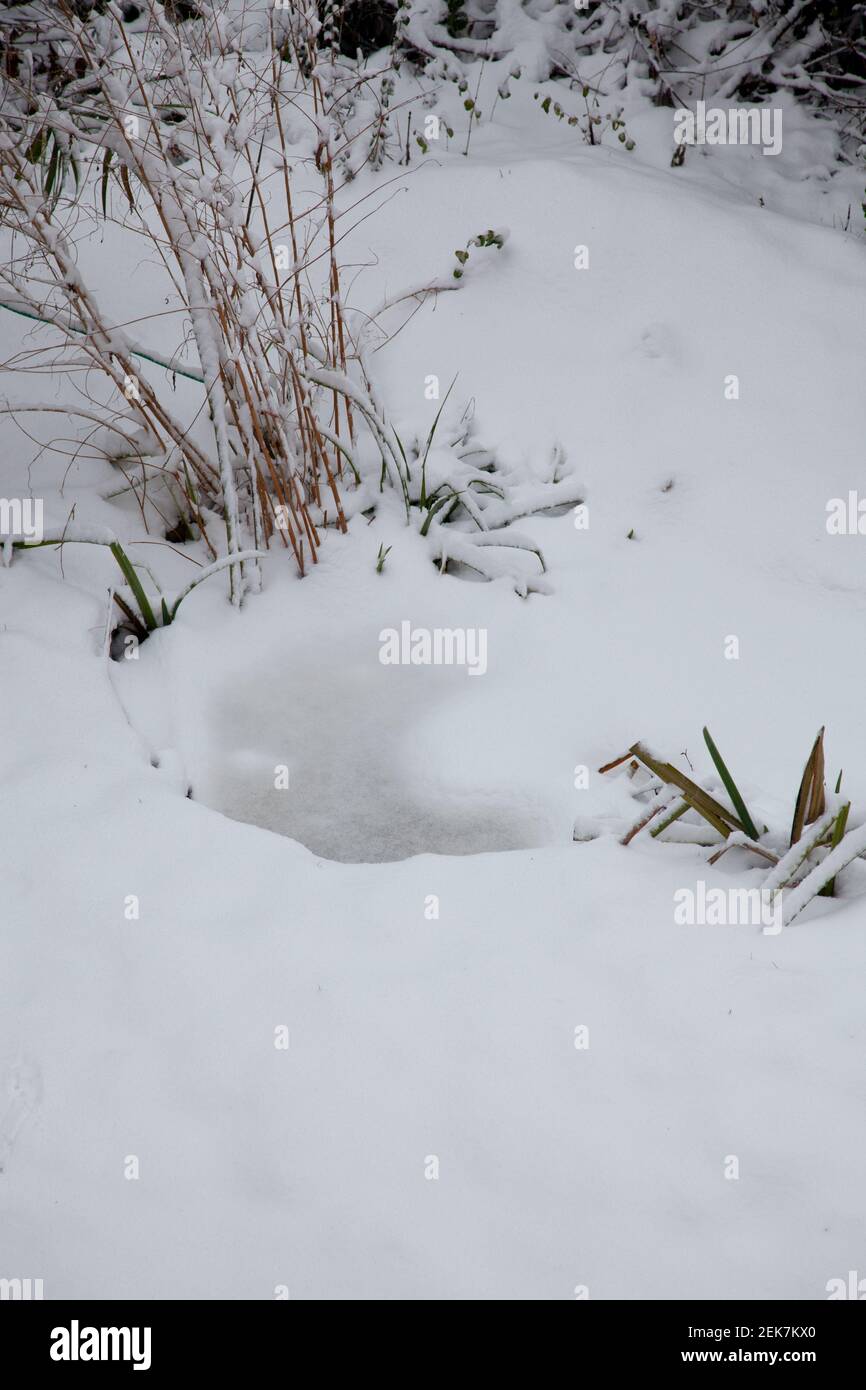 a small garden pond frozen over and covered in fresh snow Stock Photo ...