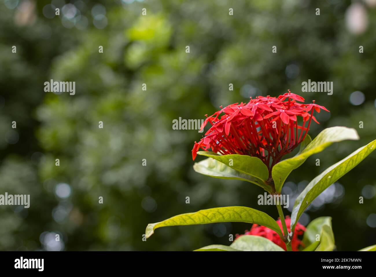 Beautiful Red colored flower bunch with blurry background in the garden ...