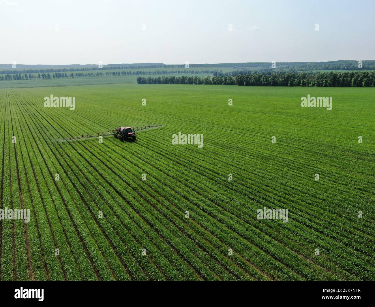 NEHE, CHINA - JULY 1, 2020 - In beidahuang Group Farm, sorghum leaf ...