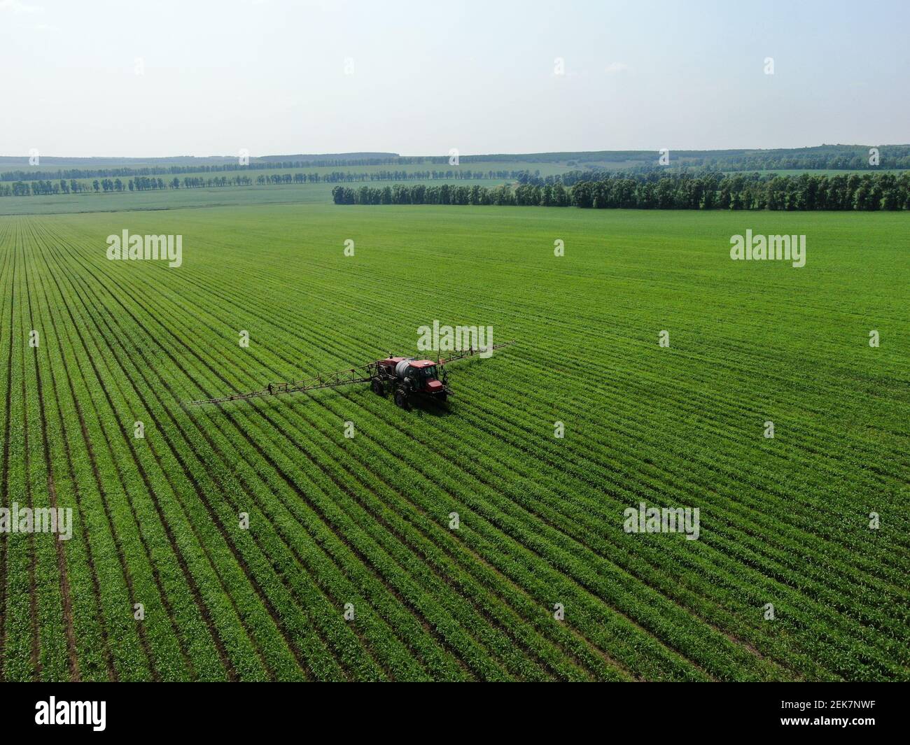 NEHE, CHINA - JULY 1, 2020 - In beidahuang Group Farm, sorghum leaf ...
