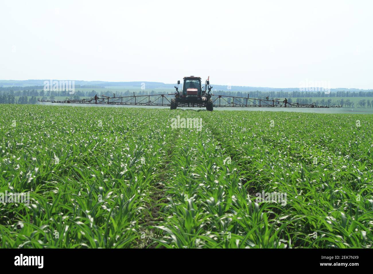 NEHE, CHINA - JULY 1, 2020 - In beidahuang Group Farm, sorghum leaf ...