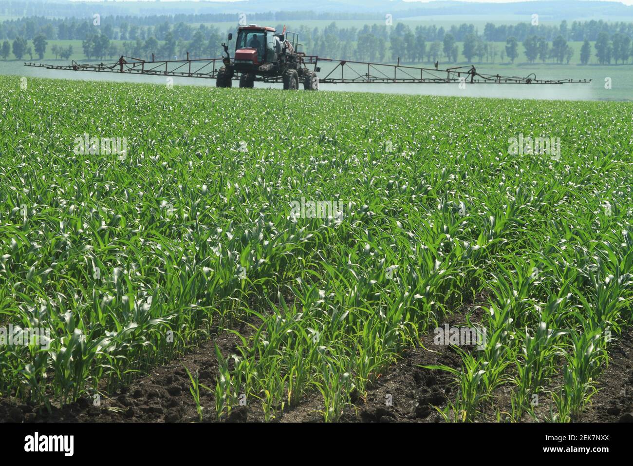 NEHE, CHINA - JULY 1, 2020 - In beidahuang Group Farm, sorghum leaf ...
