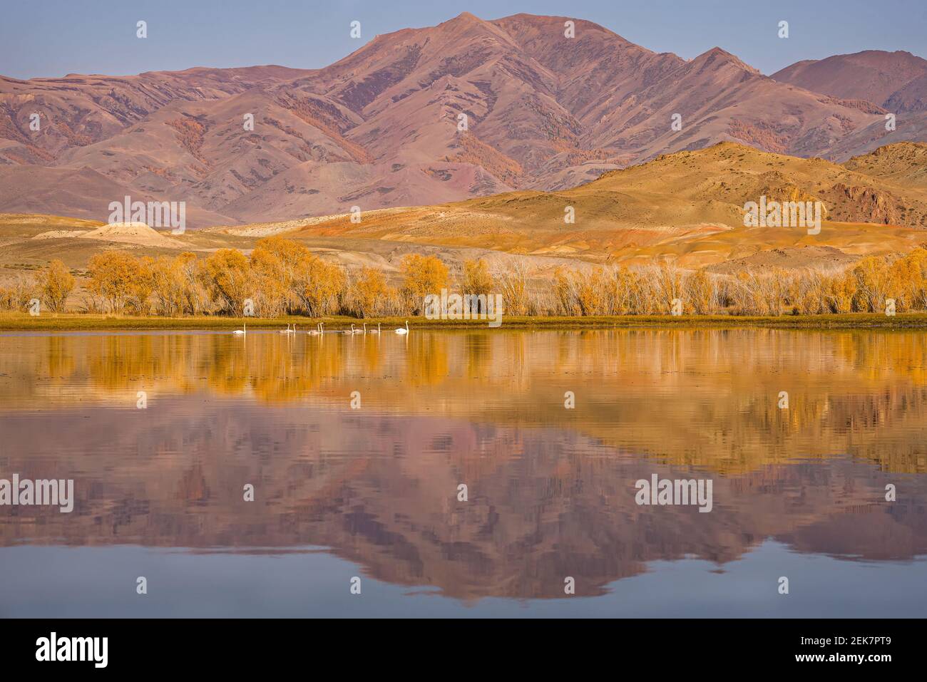 Amazing autumn landscape with swans floating in the lake, golden trees ...