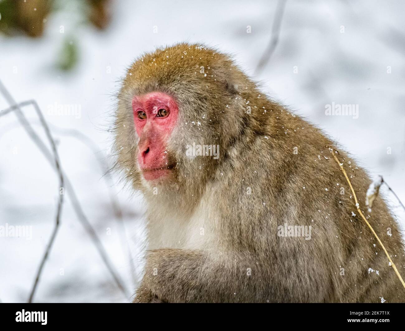 A Japanese macaque, Macaca fuscata, sits in the snow outside Jigokudani ...