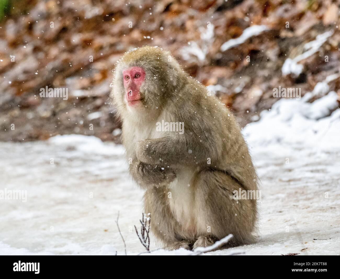 A Japanese macaque, Macaca fuscata, sits in the snow outside Jigokudani ...
