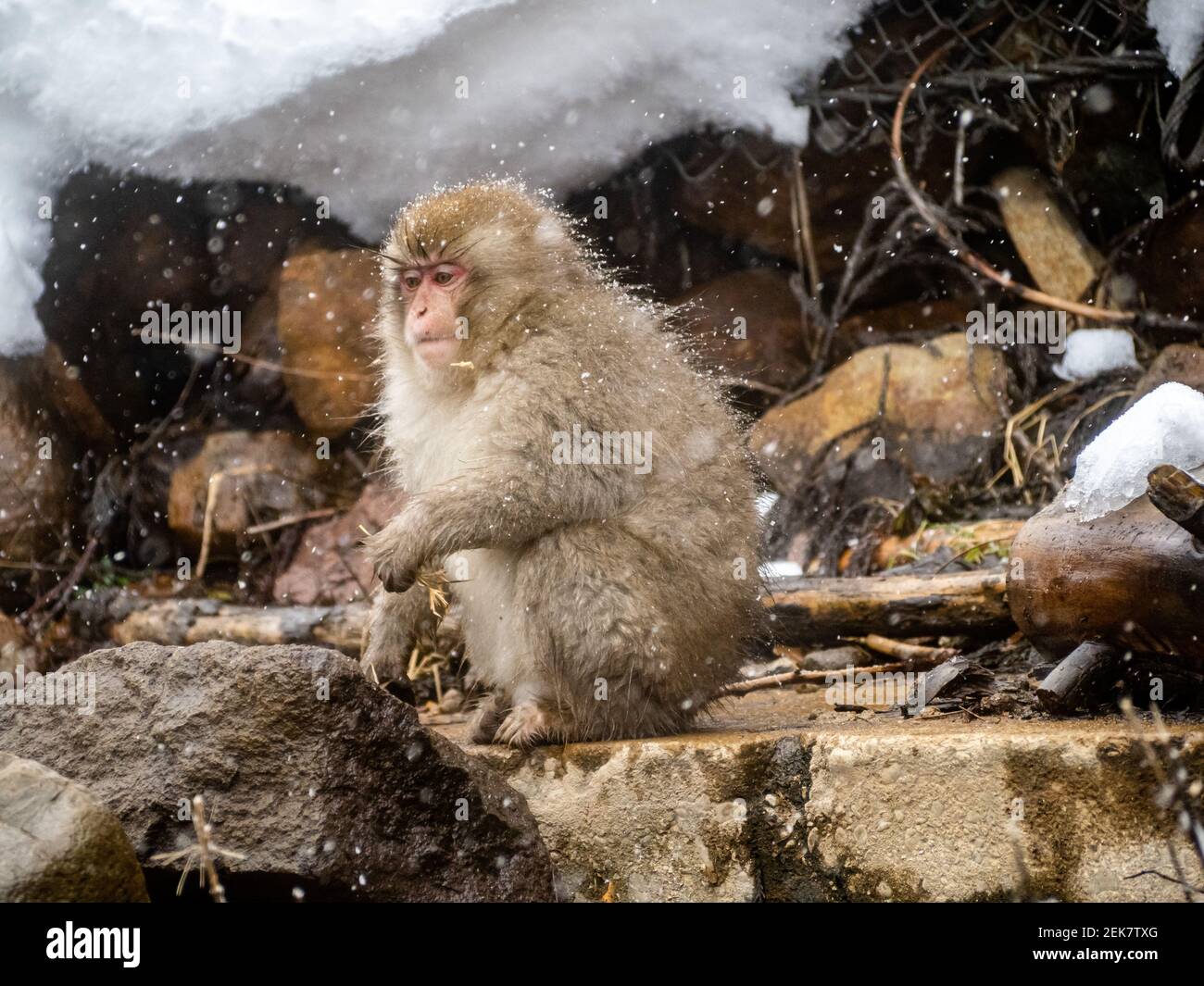 A Japanese macaque, Macaca fuscata, sits in the snow outside Jigokudani ...