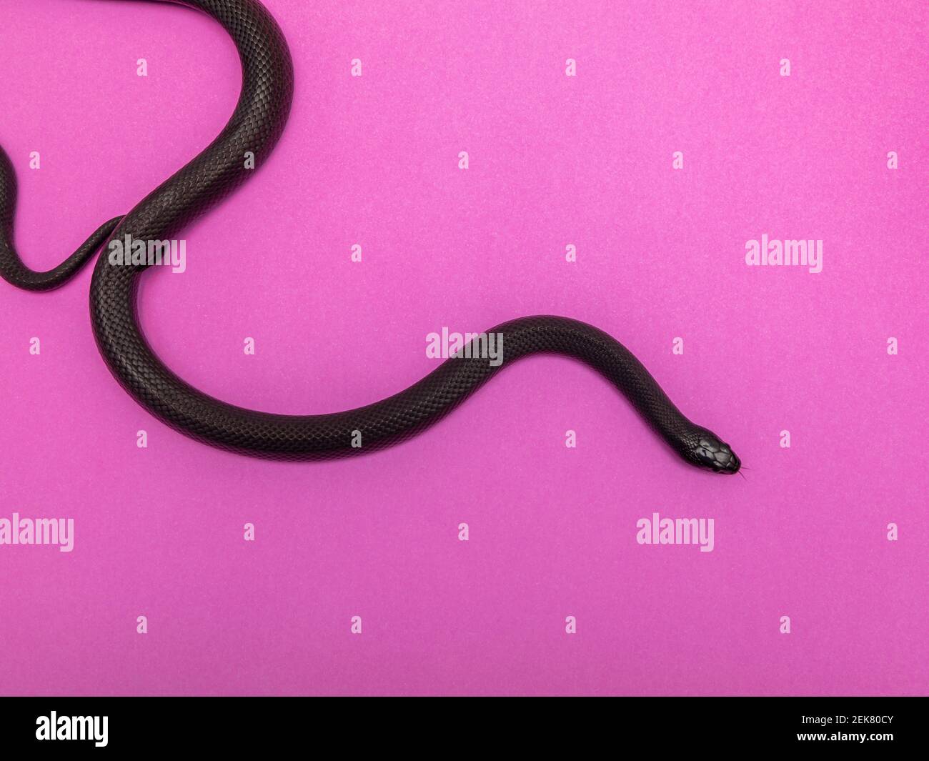 The Mexican black kingsnake (Lampropeltis getula nigrita) is part of ...