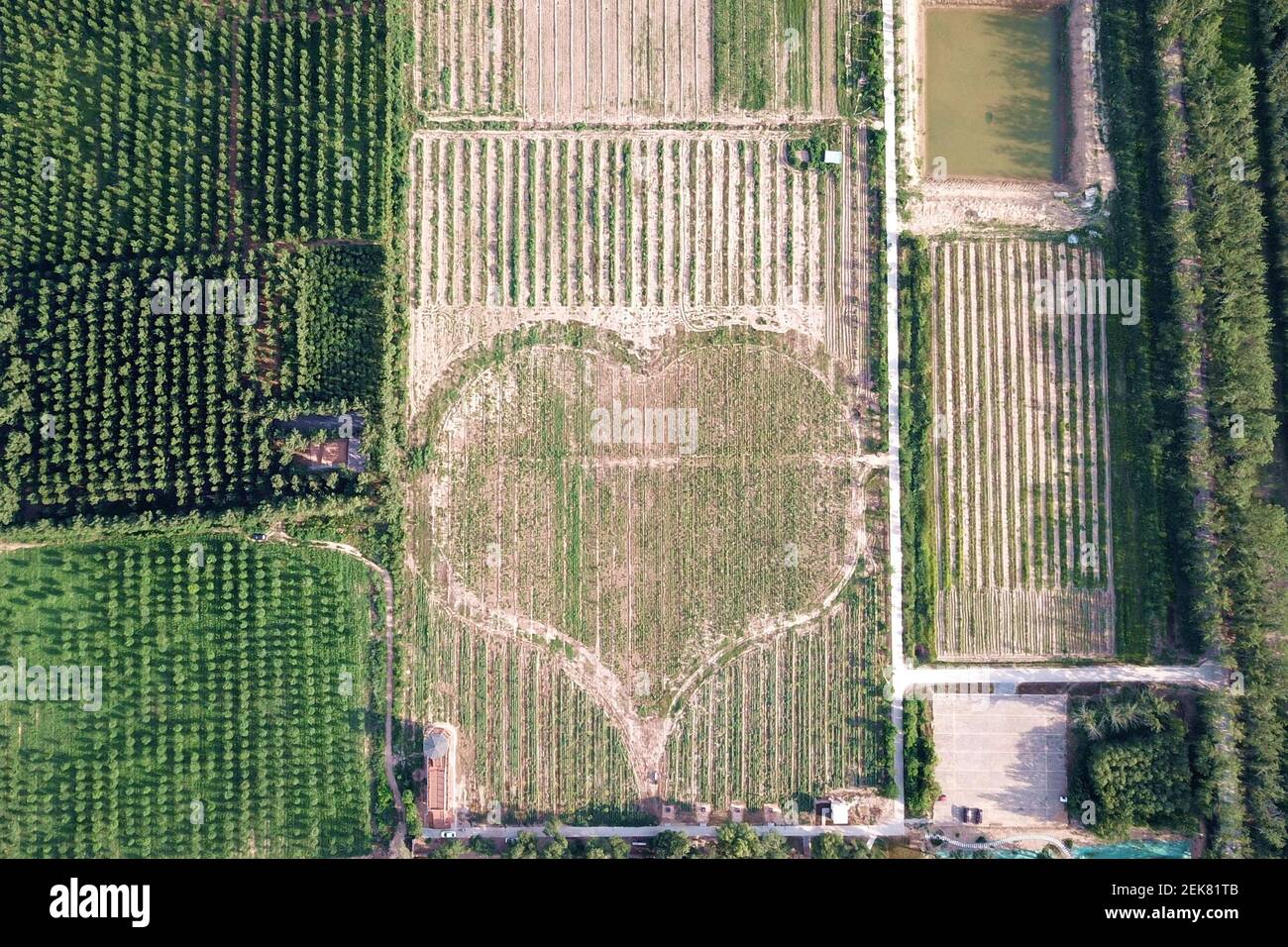 Shandong,CHINA-Workers use the vegetable fields of a forest farm to ...