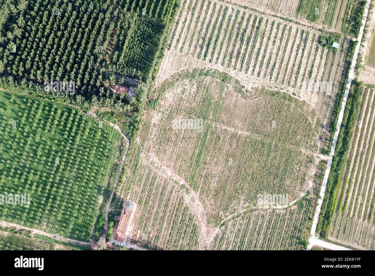 Shandong,CHINA-Workers use the vegetable fields of a forest farm to ...
