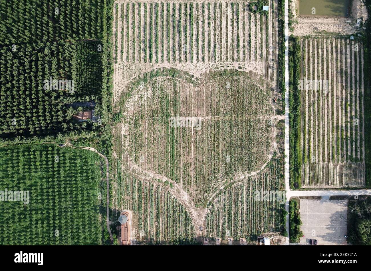 Shandong,CHINA-Workers use the vegetable fields of a forest farm to ...