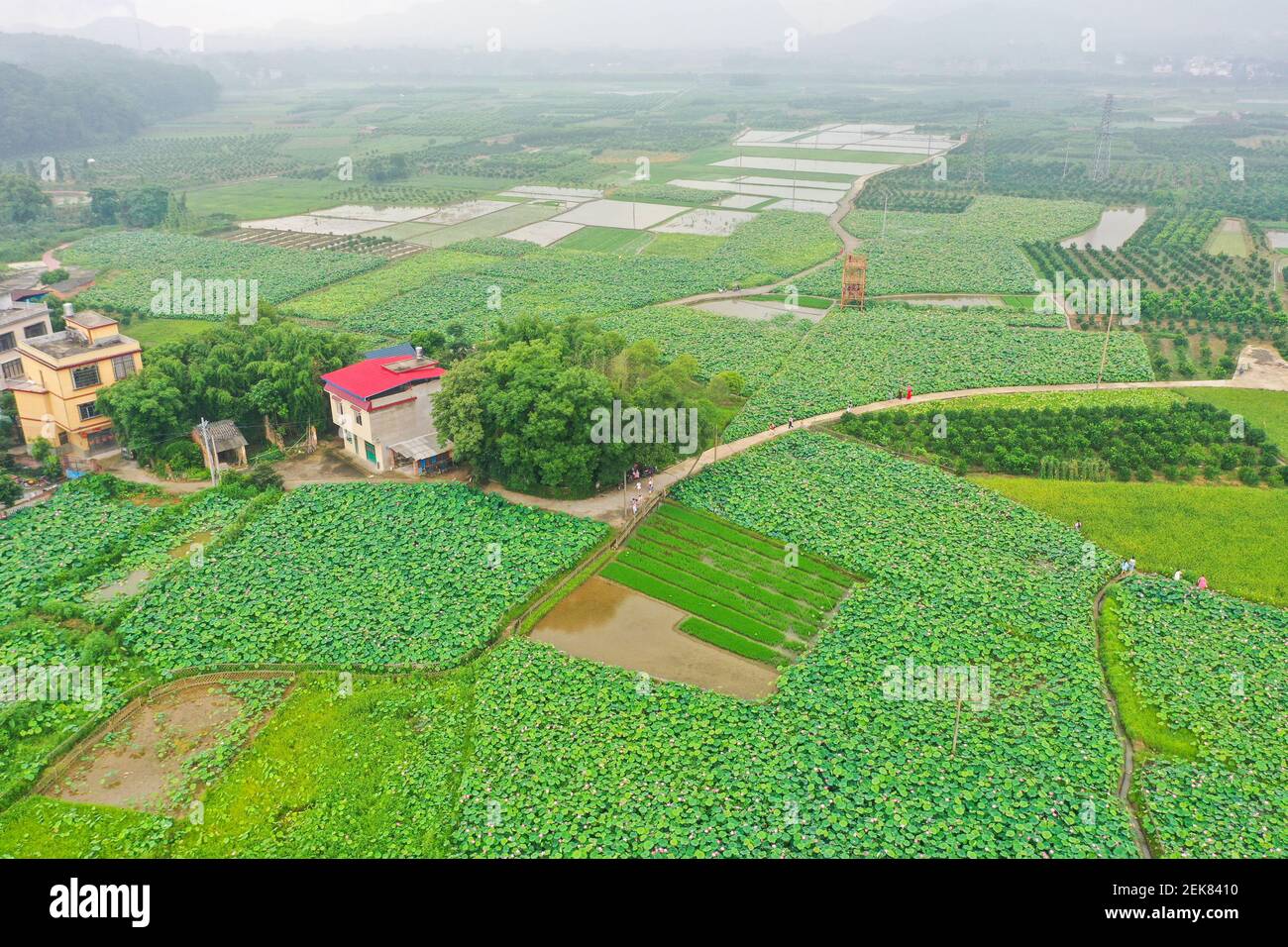 QUANZHOU, CHINA - JULY 4, 2020 - Hundreds of acres of lotus attract ...
