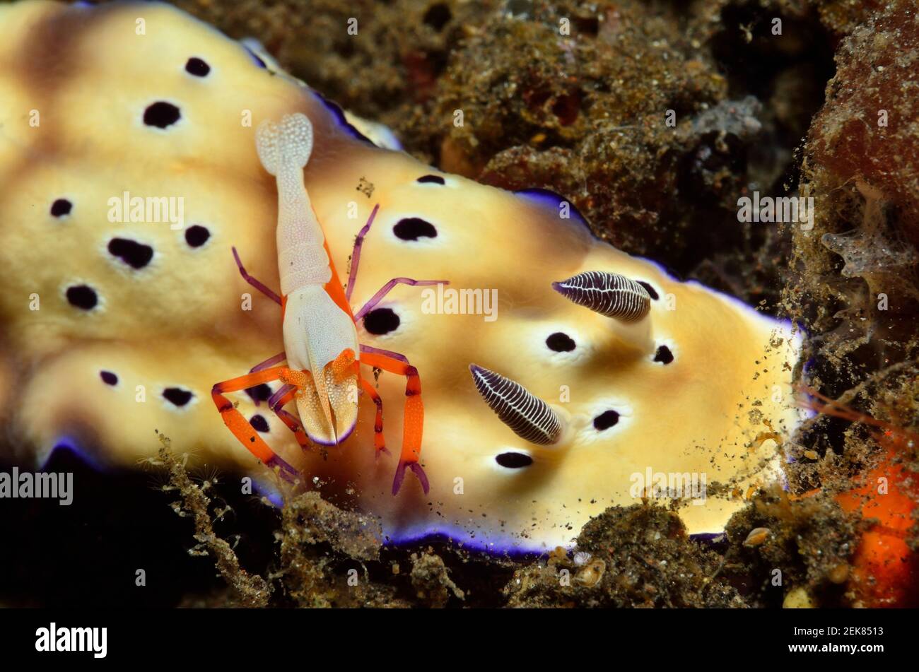 Imperator rex hi-res stock photography and images - Alamy