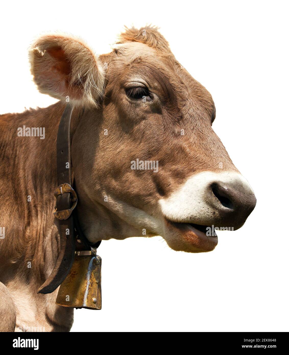 head of brown cow (bos primigenius taurus) with cowbell isolated on ...