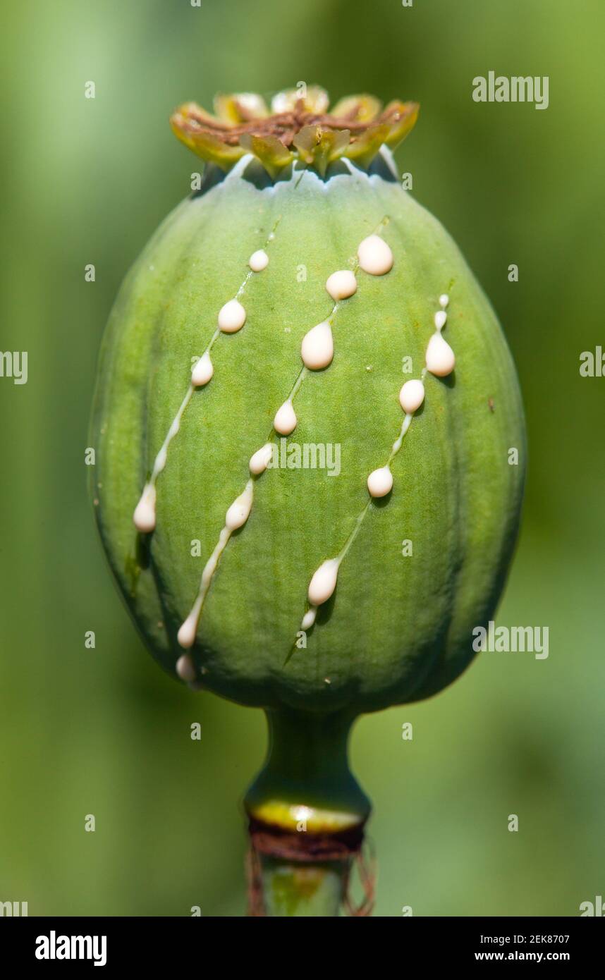 sliced poppy seed for opium, detail of opium poppy in latin papaver ...