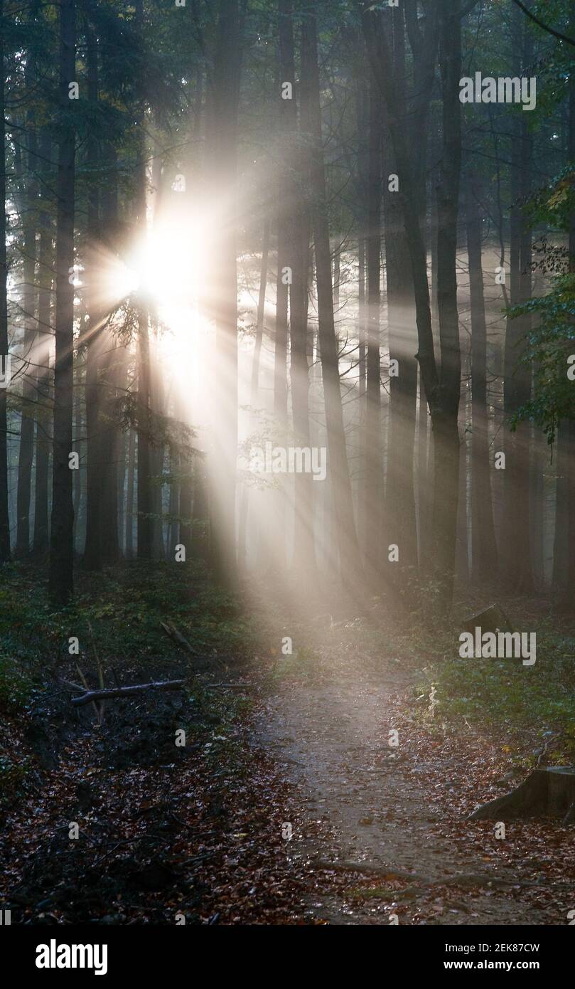 View from wood with contreyour sun rays Stock Photo - Alamy