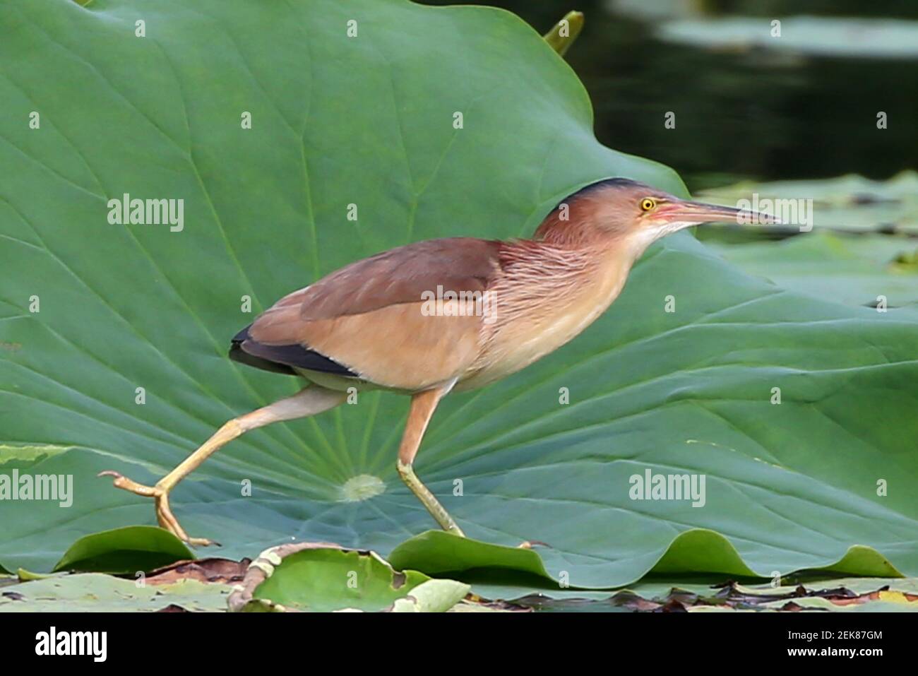 BEIJING, CHINA - JULY 4, 2020 - Yellow Bittern reed perch in a park ...