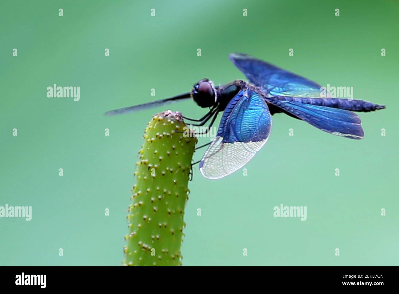 BEIJING, CHINA - JULY 4, 2020 - A dragonfly on a lotus, Beijing, China ...