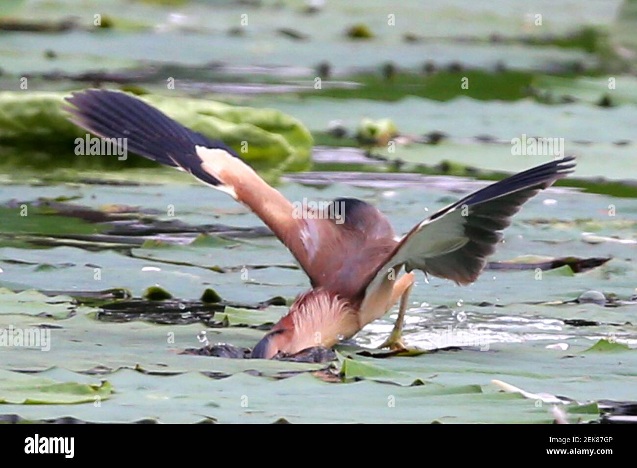 BEIJING, CHINA - JULY 4, 2020 - Yellow Bittern reed perch in a park ...