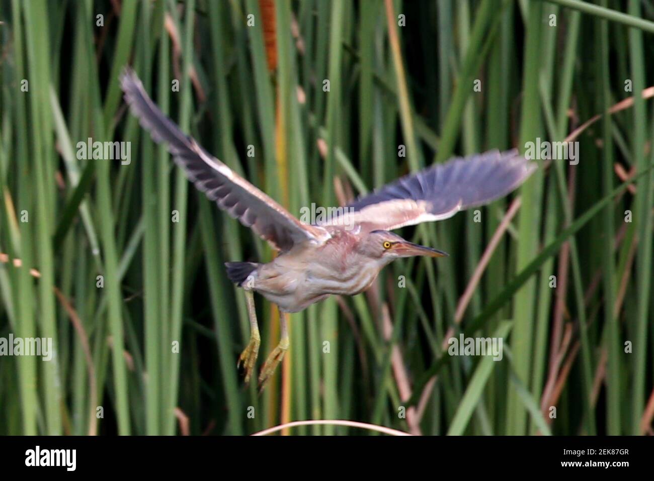 BEIJING, CHINA - JULY 4, 2020 - Yellow Bittern reed perch in a park ...