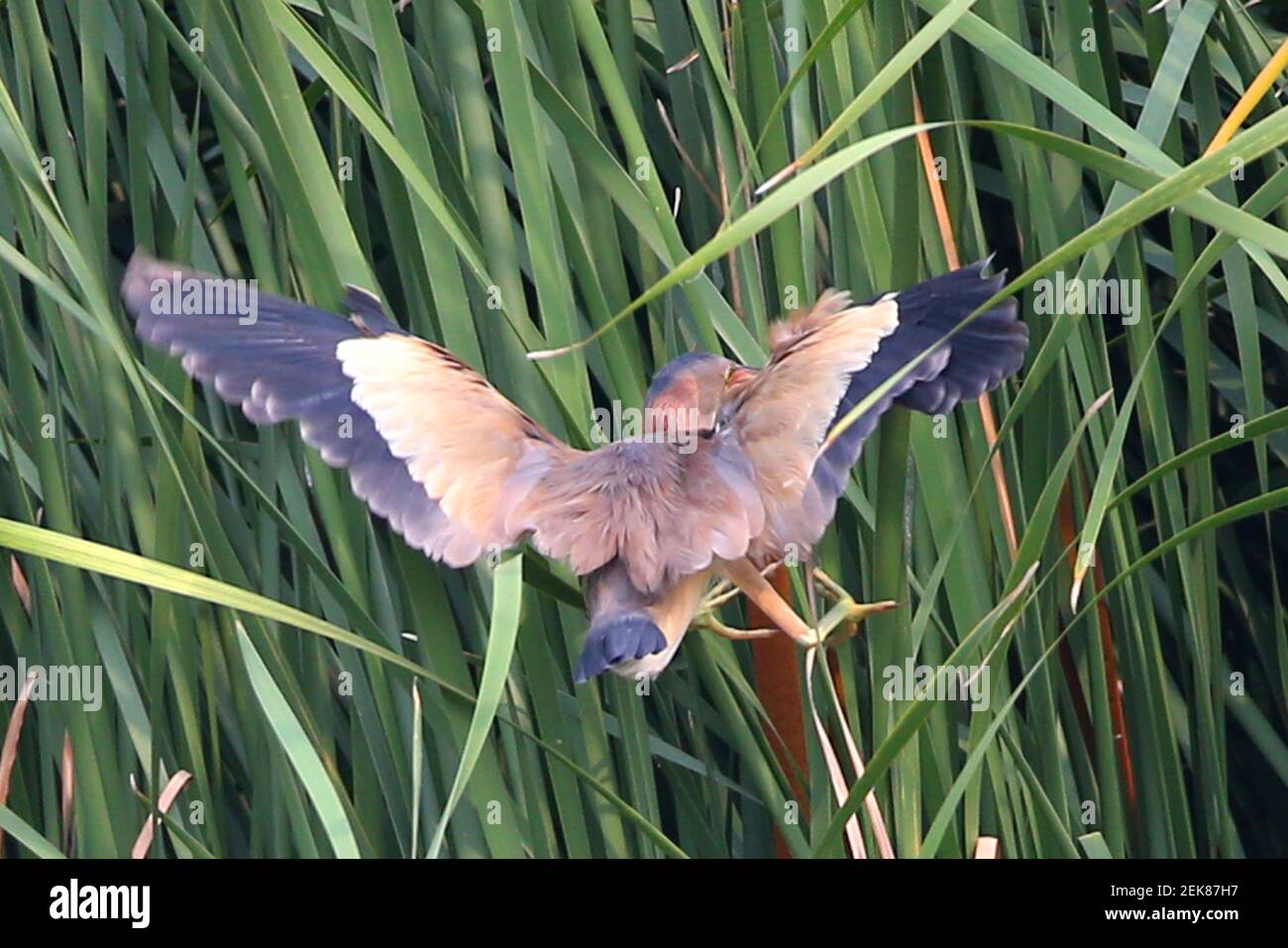 BEIJING, CHINA - JULY 4, 2020 - Yellow Bittern reed perch in a park ...